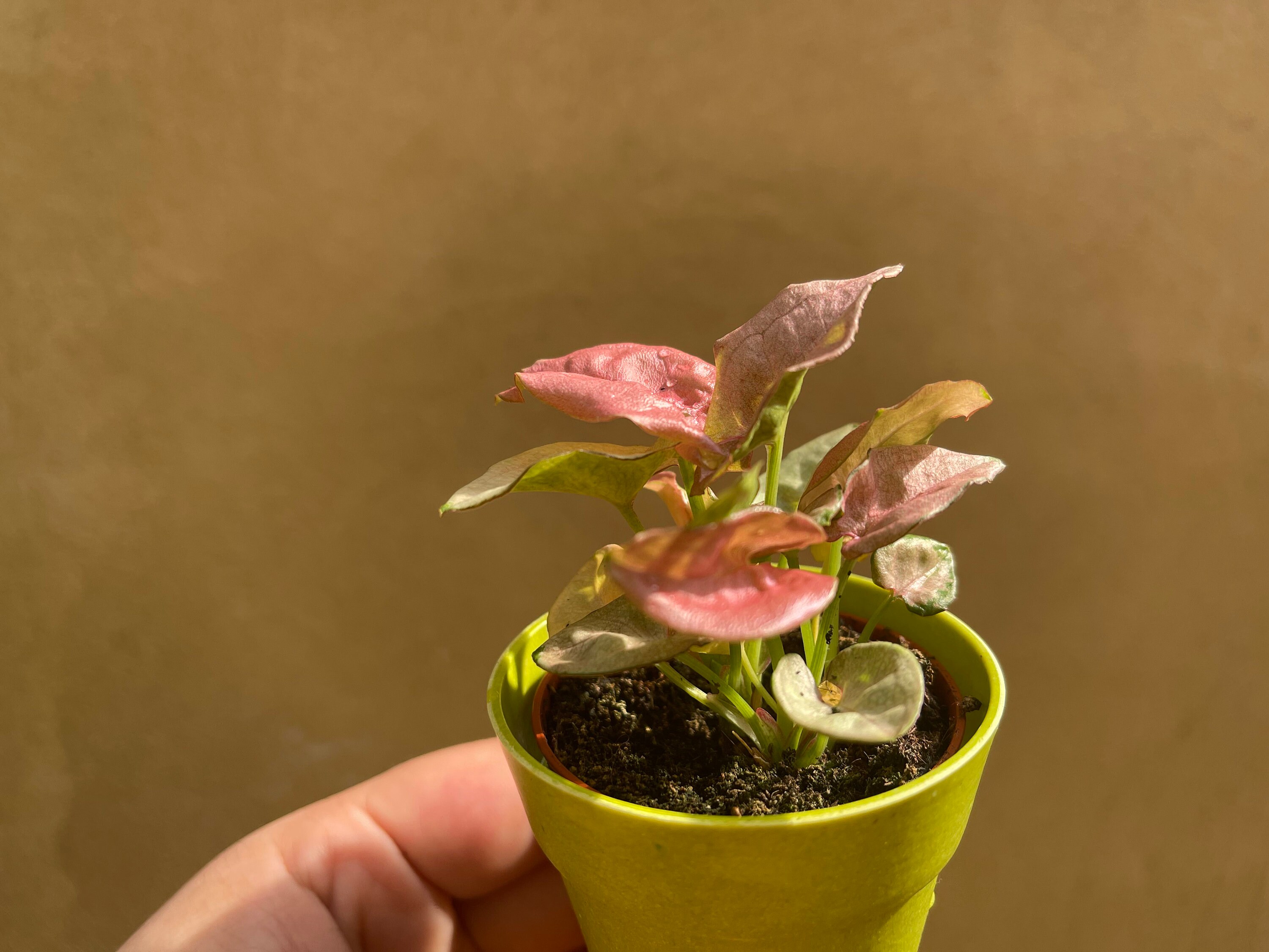 Syngonium 'red Heart' Plant in a Tiny 6cm Pot | Etsy UK