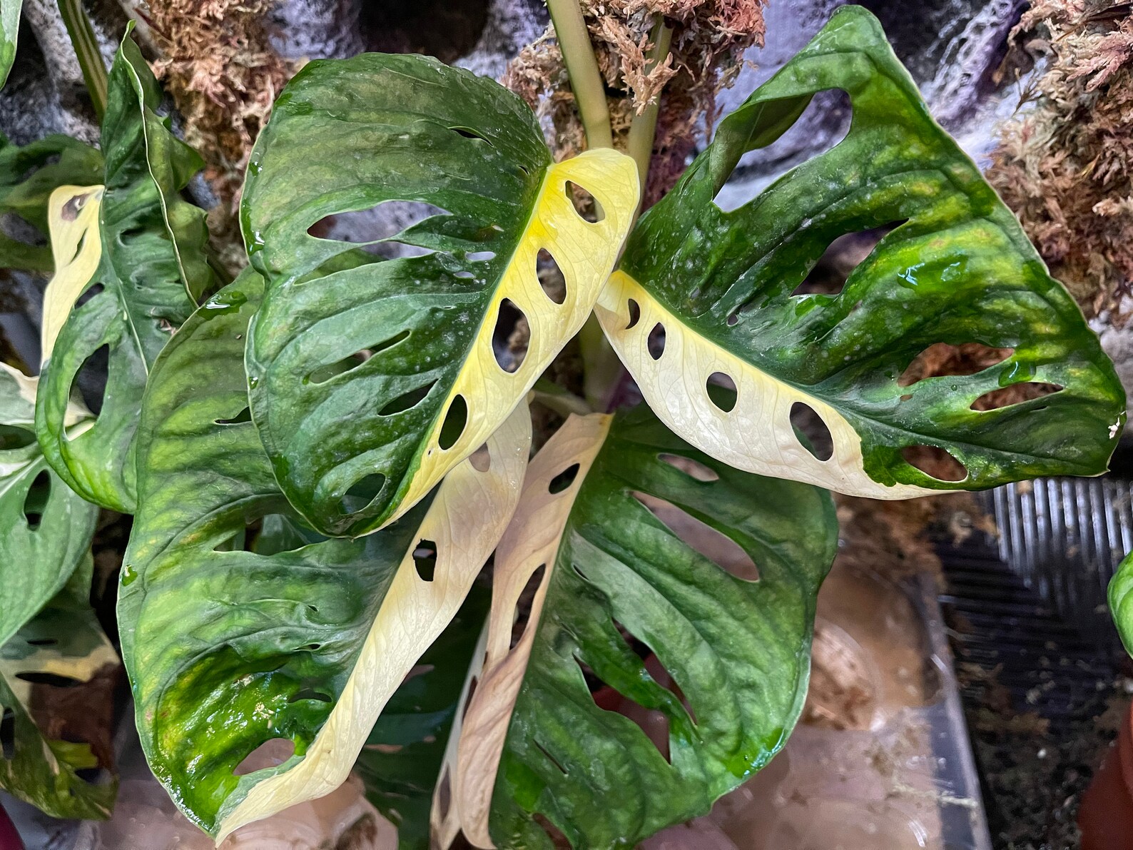 Variegated Monstera Adansonii Wet Stick this Wet Stick - Etsy UK