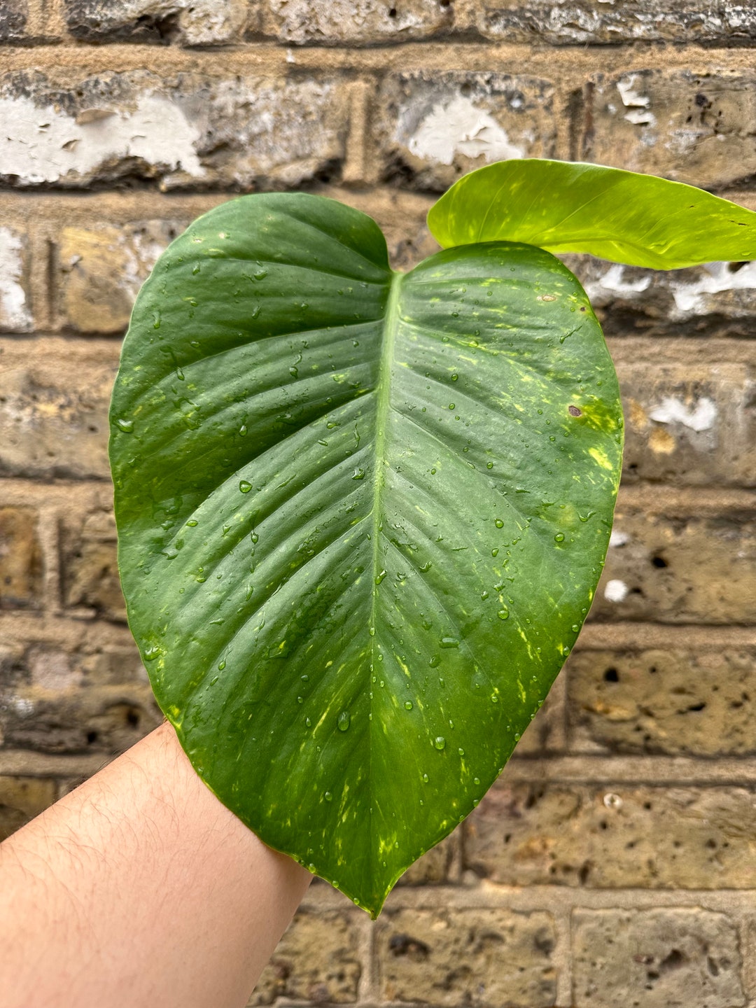 Hawaiian Pothos One Big Leaf | Rare Giant Hawaiian Queen Golden Pothos Large Form Cutting With ...