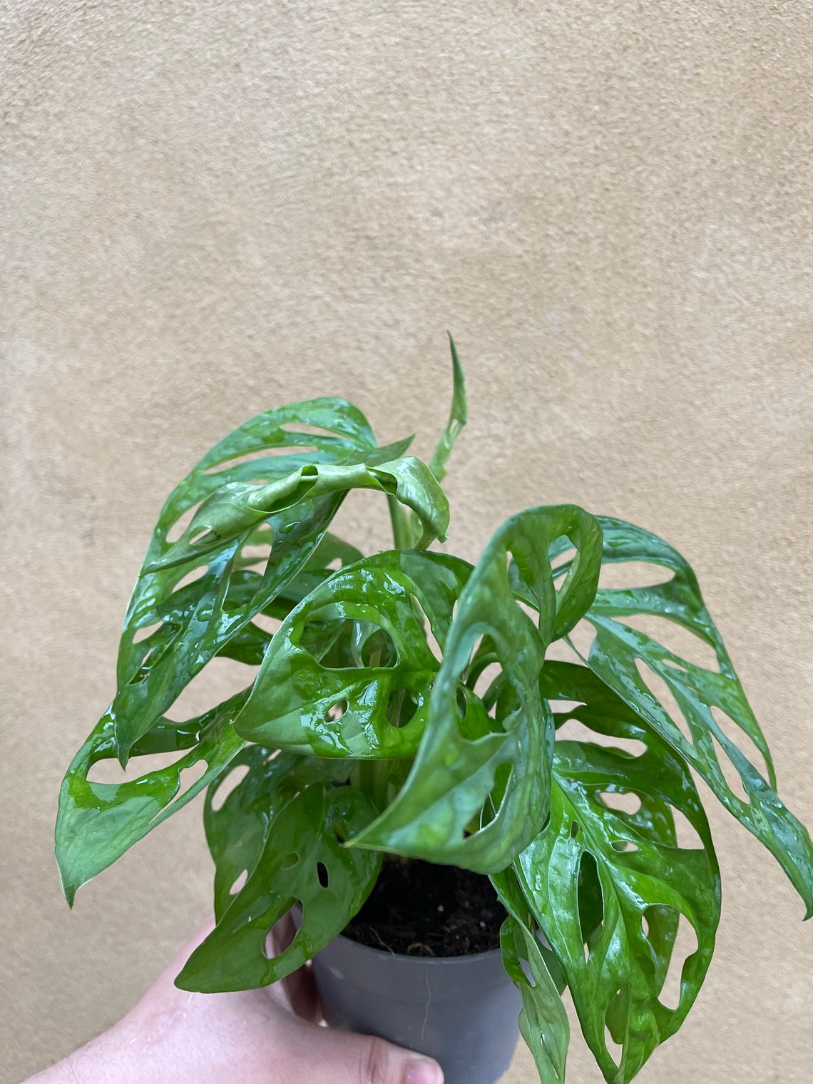 Monstera adansonii plant monkey leaf plant . monstera | Etsy