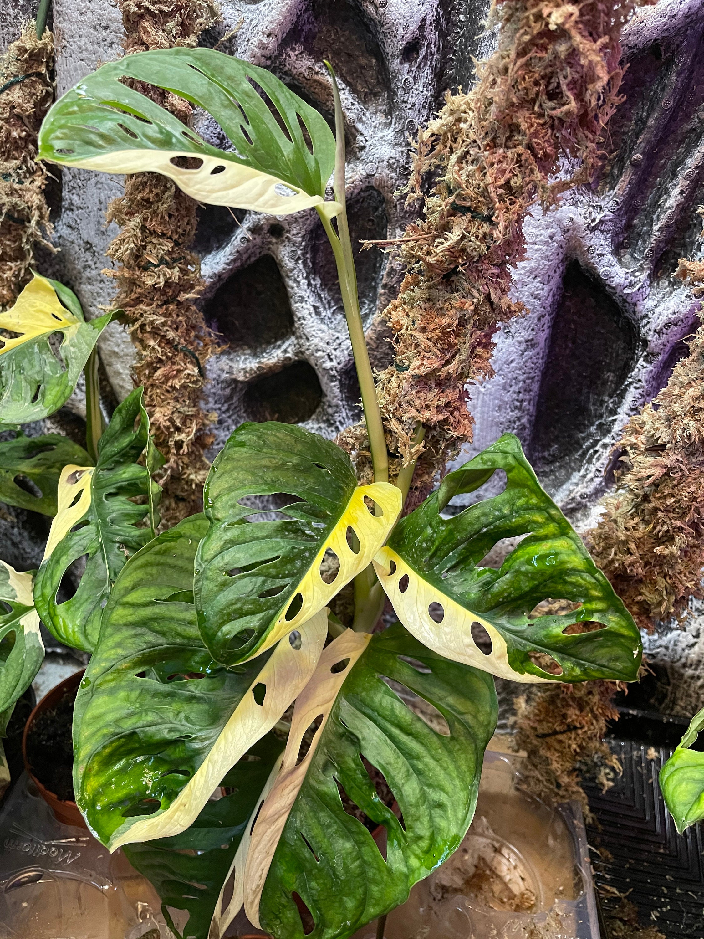 Variegated Monstera Adansonii Wet Stick this Wet Stick - Etsy UK