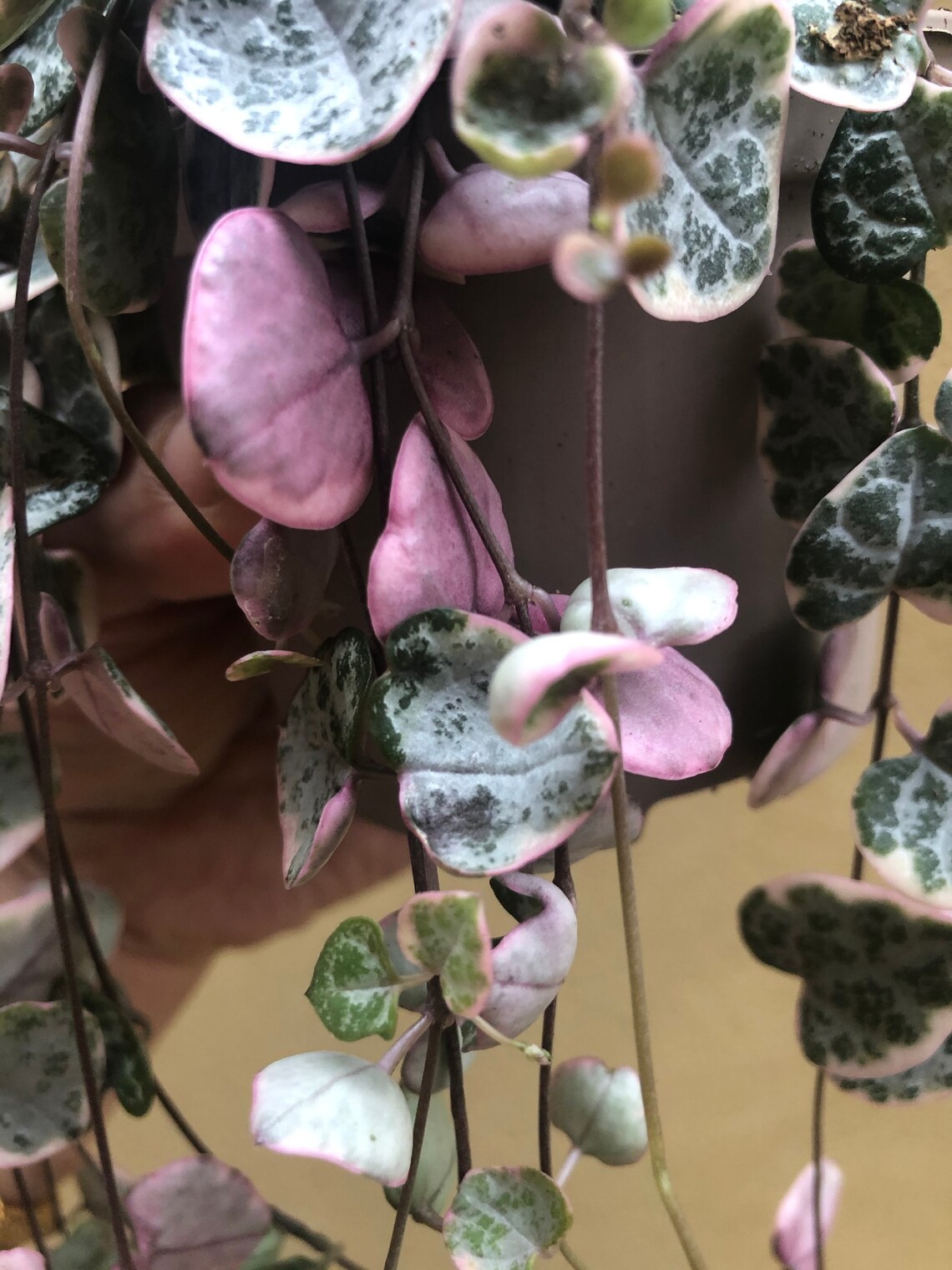 Buy Rare pink Variegated String of Heart Plant in a 10cm | Etsy