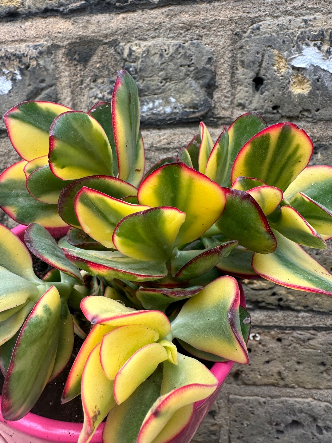 1X Crassula Blue Bird Variegated Fresh Cutting - Rare Live Succulent ...