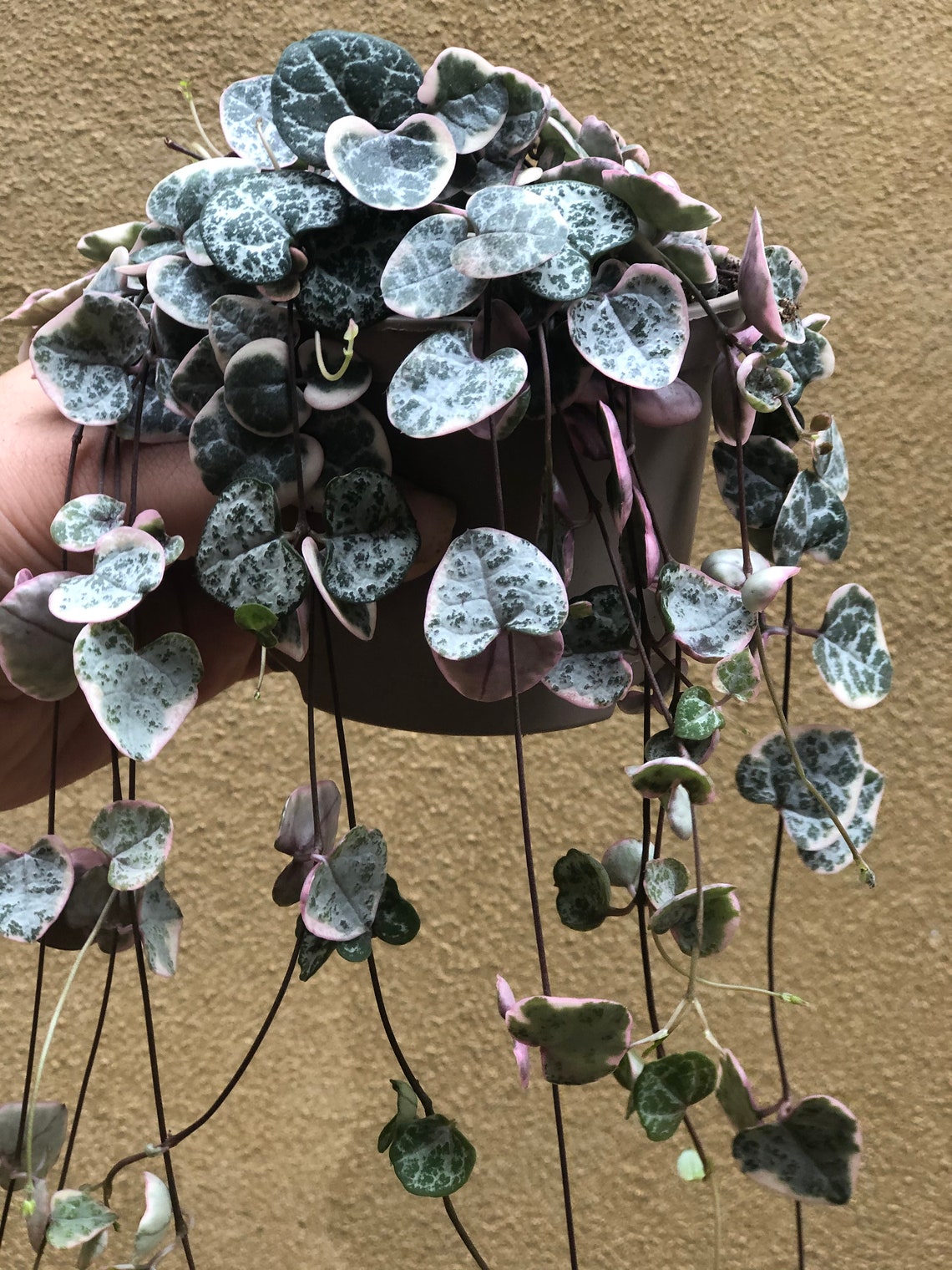 Buy Rare pink Variegated String of Heart Plant in a 10cm | Etsy
