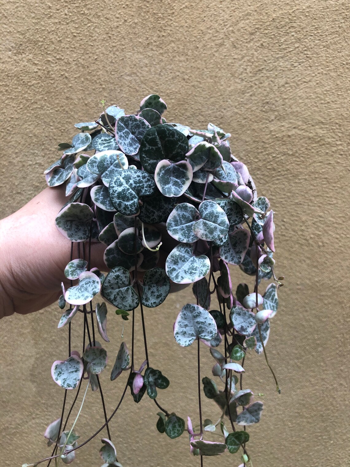 Buy Rare pink Variegated String of Heart Plant in a 10cm | Etsy