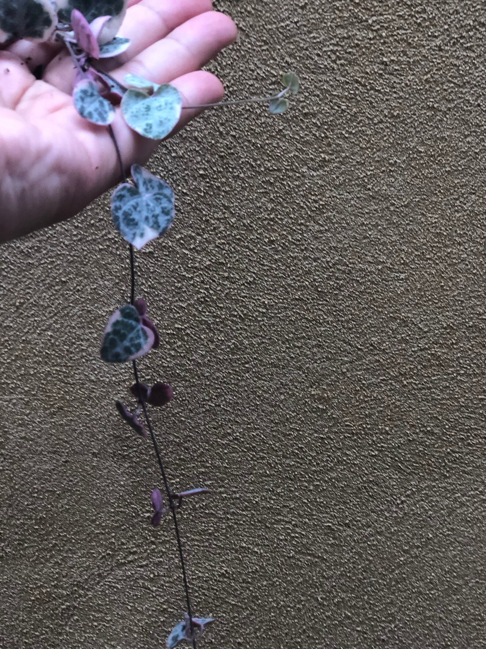 2 Pink Variegated String of Hearts Unrooted Cutting - Etsy UK