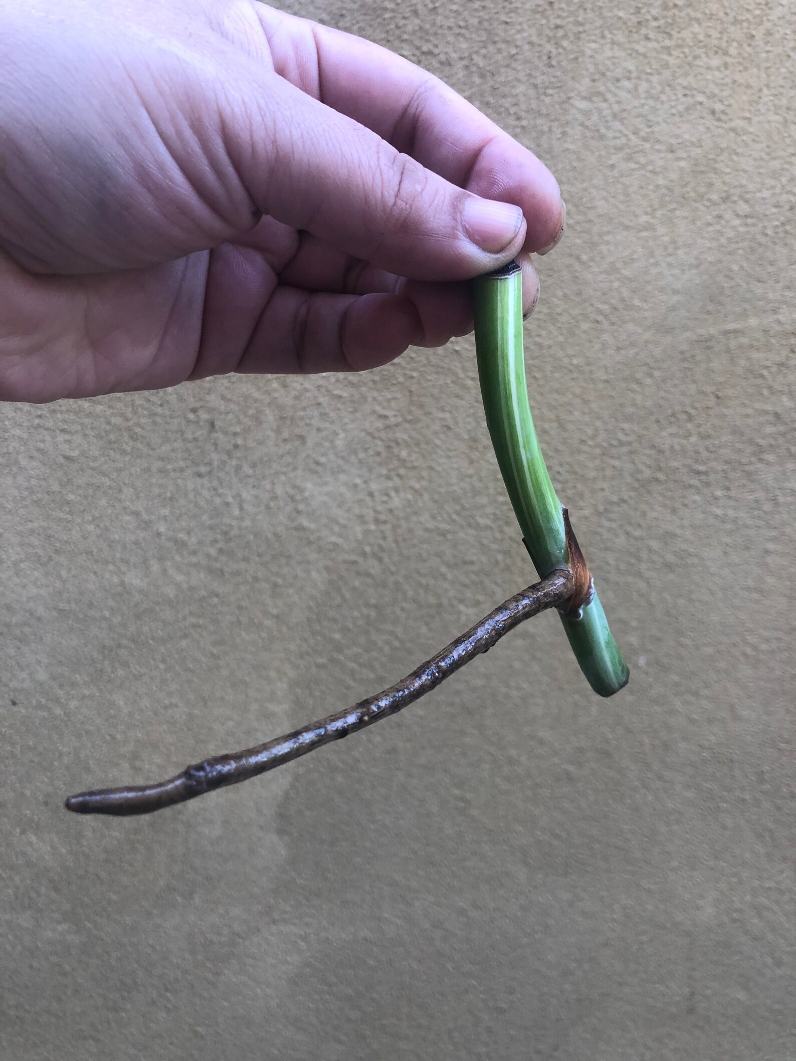 Variegated Monstera Wet Stick this Wet Stick Selected - Etsy Canada