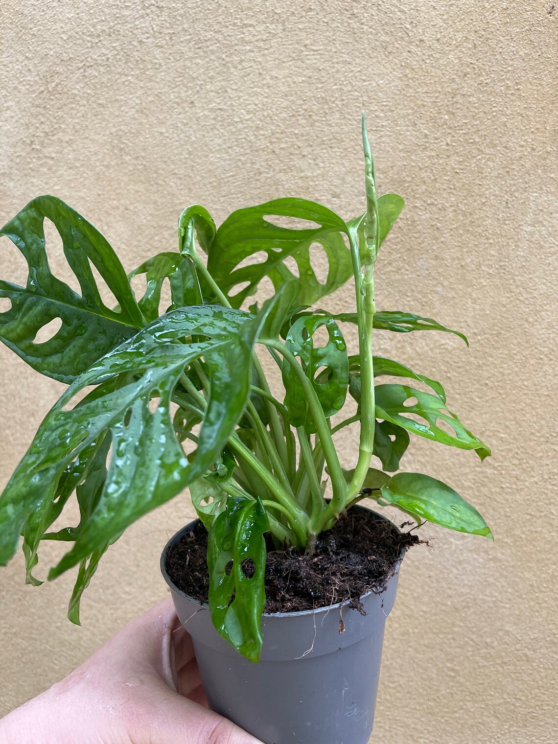 Monstera adansonii plant monkey leaf plant . monstera | Etsy