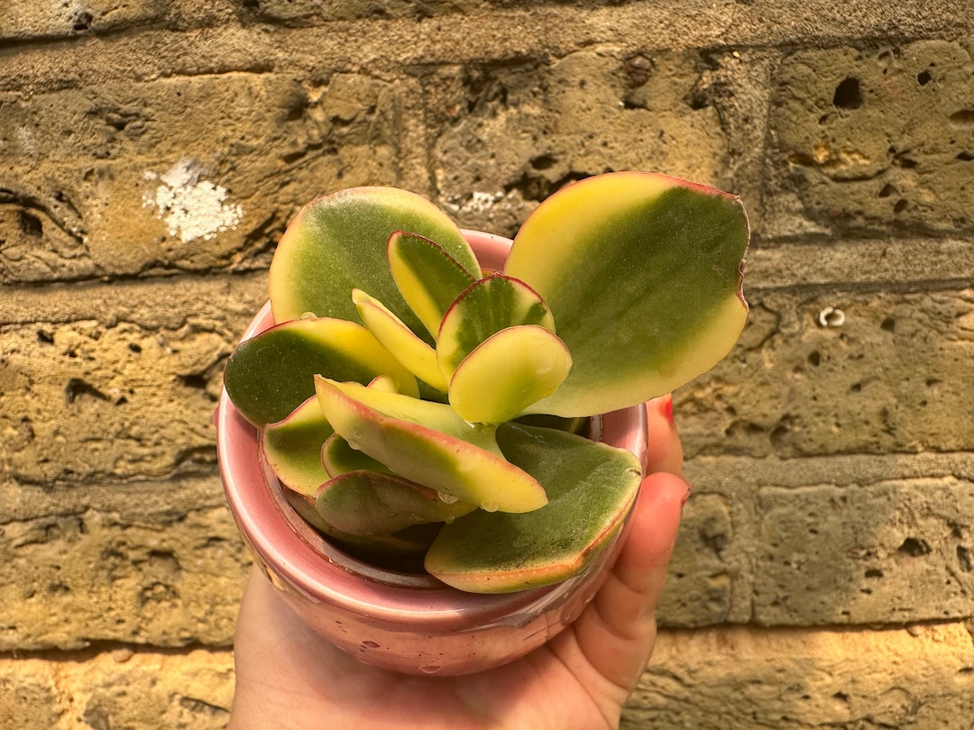 Crassula Blue Bird Variegated Plant in a Ceramic Pot - Rare Live ...