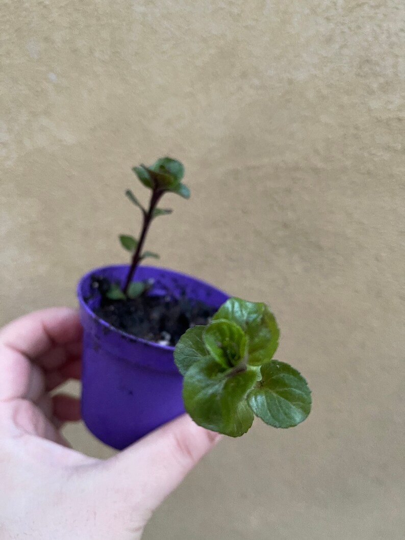Small krishna tulsi plant in 8cm pot tulsi plant basil | Etsy