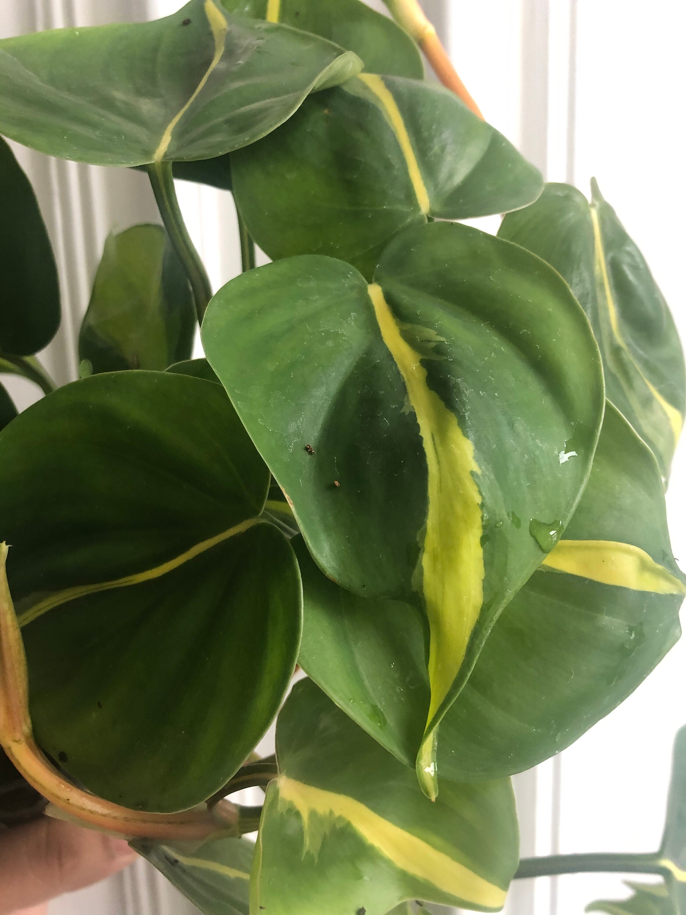 Philodendron Brasil philodendron brazil indoor plant | Etsy