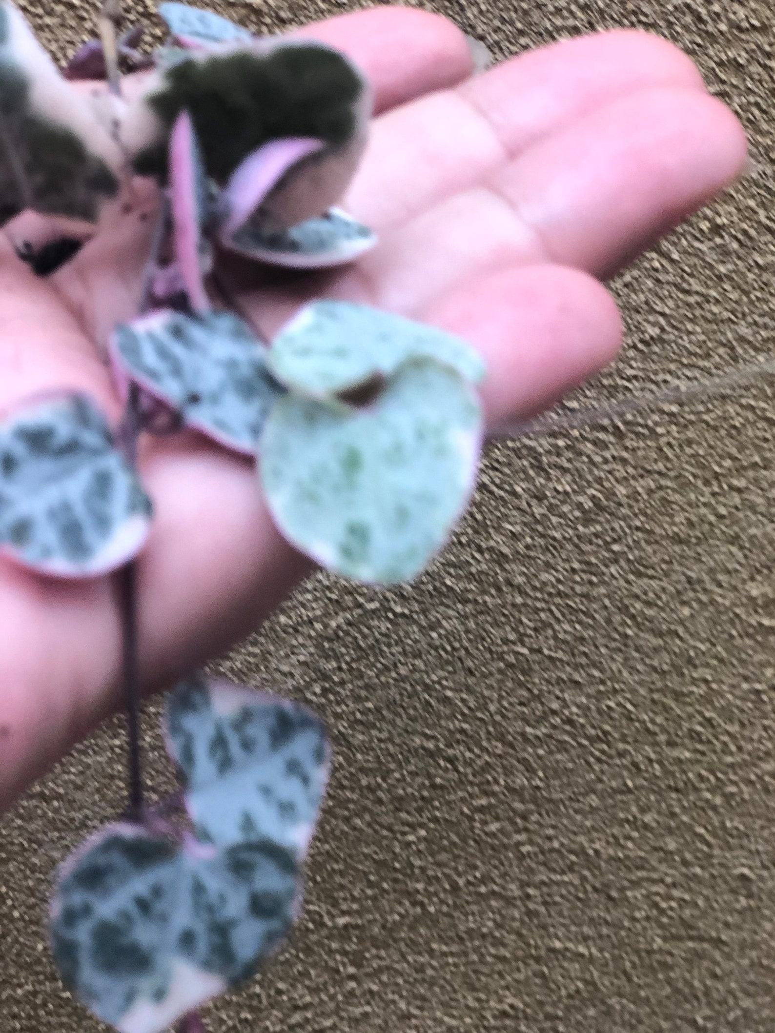 2 Pink Variegated String of Hearts Unrooted Cutting - Etsy UK