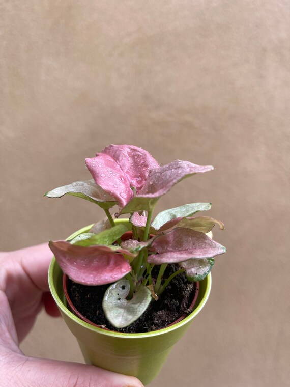 Syngonium 'red Heart' Plant in a Tiny 6cm Pot | Etsy UK