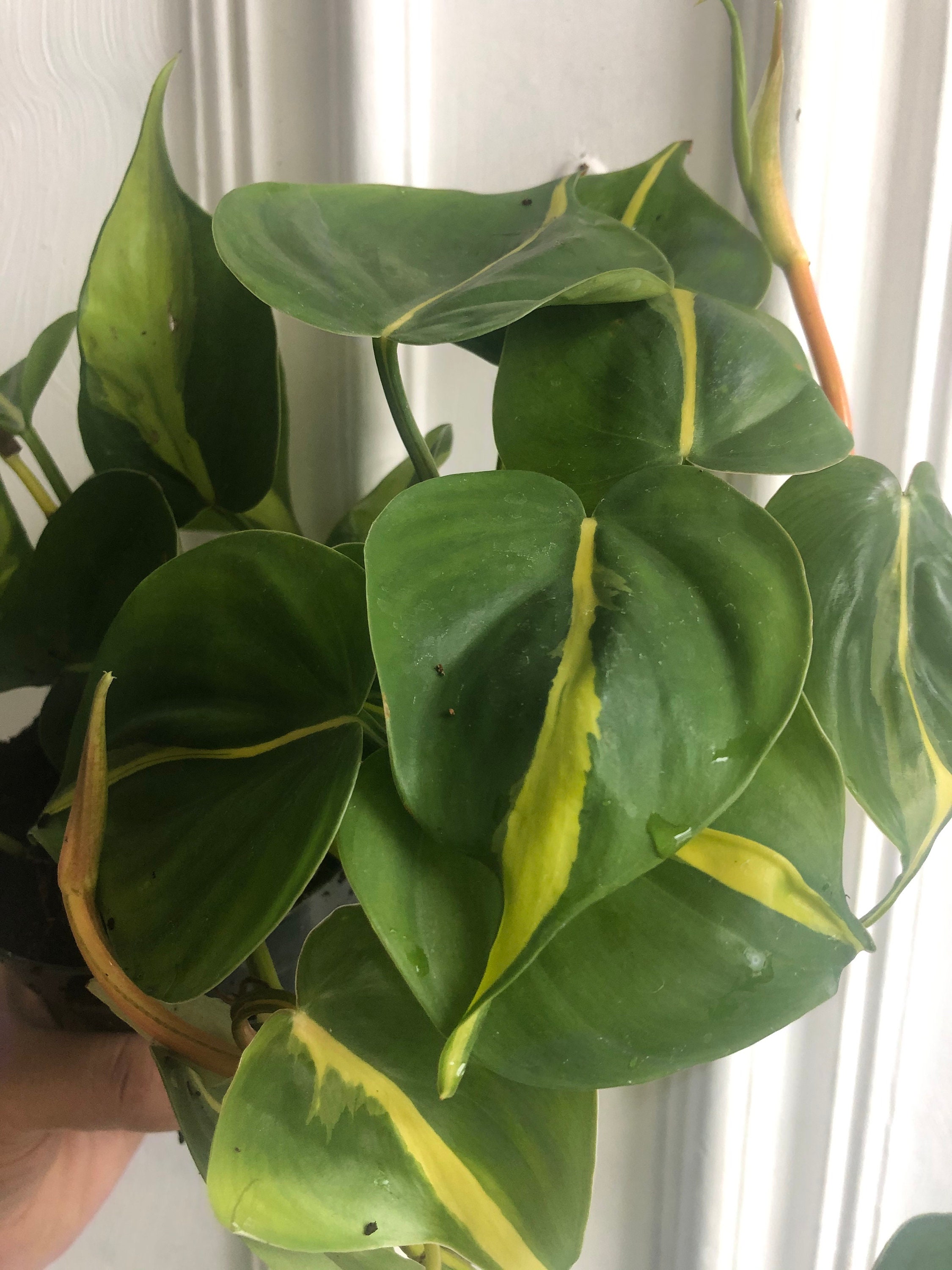 Philodendron Brasil philodendron brazil indoor plant | Etsy