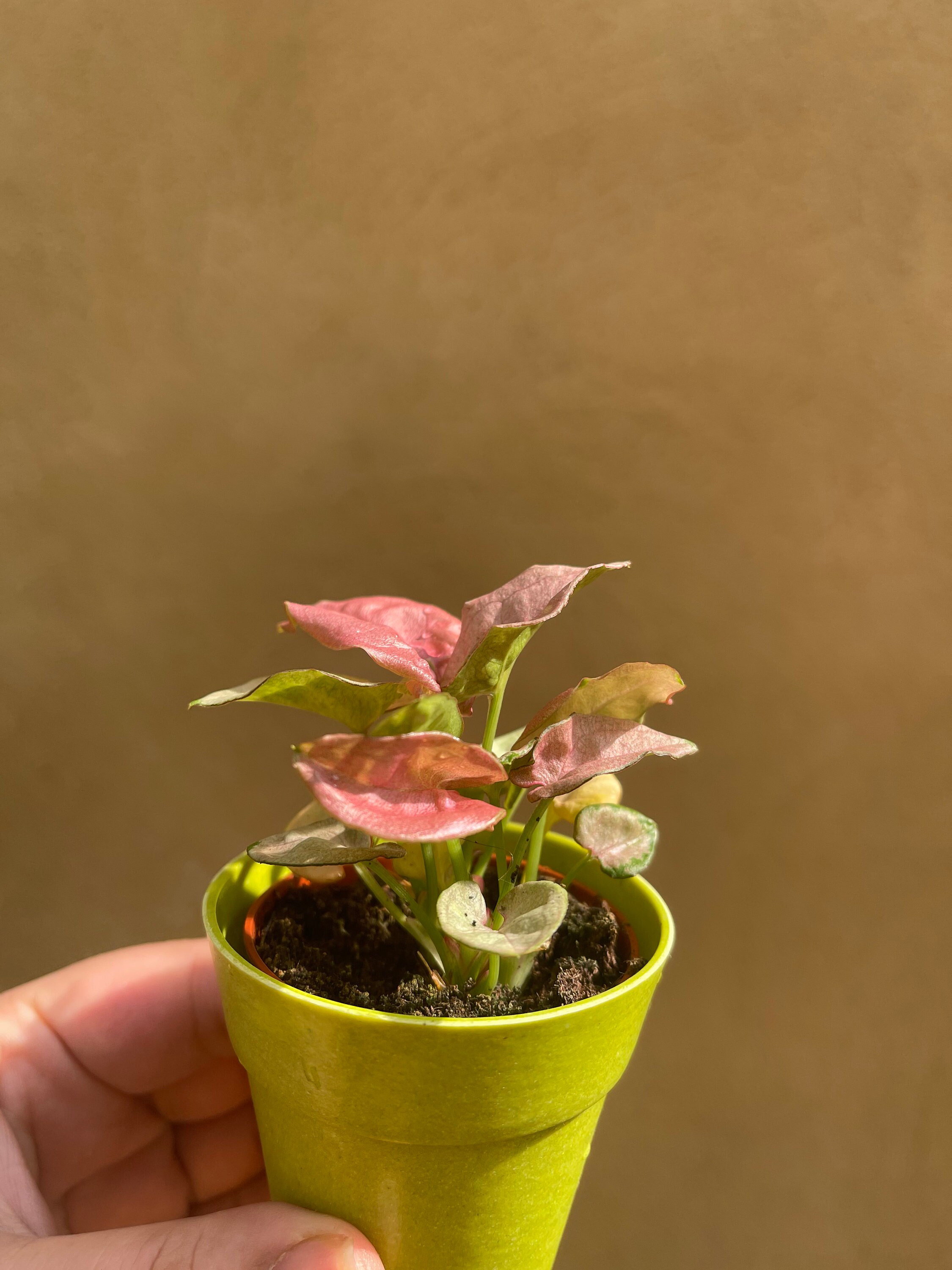 Syngonium 'Red Heart' plant in a tiny 6cm pot | Etsy