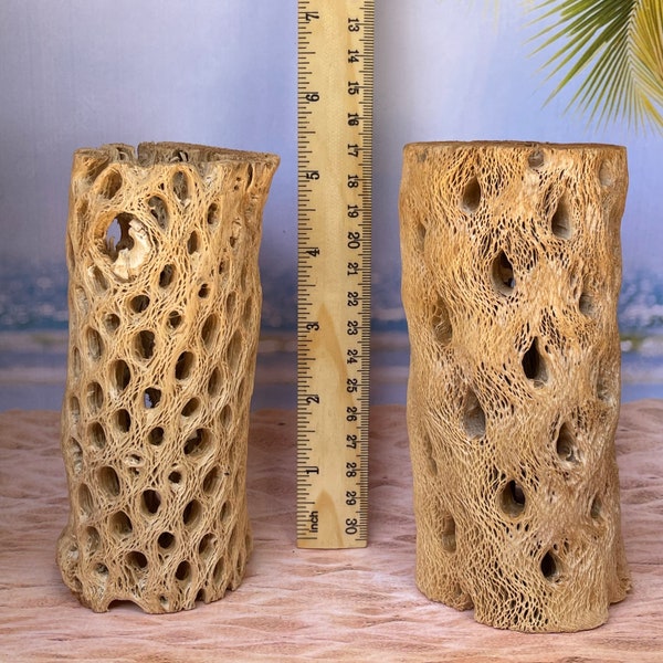 Cholla Wood - Etsy