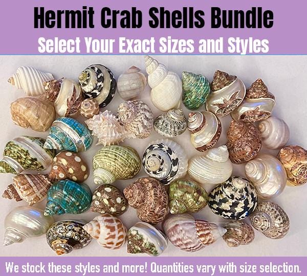 Cute Hermit Crab Shells