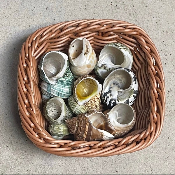 Hermit Crab Shell - Etsy