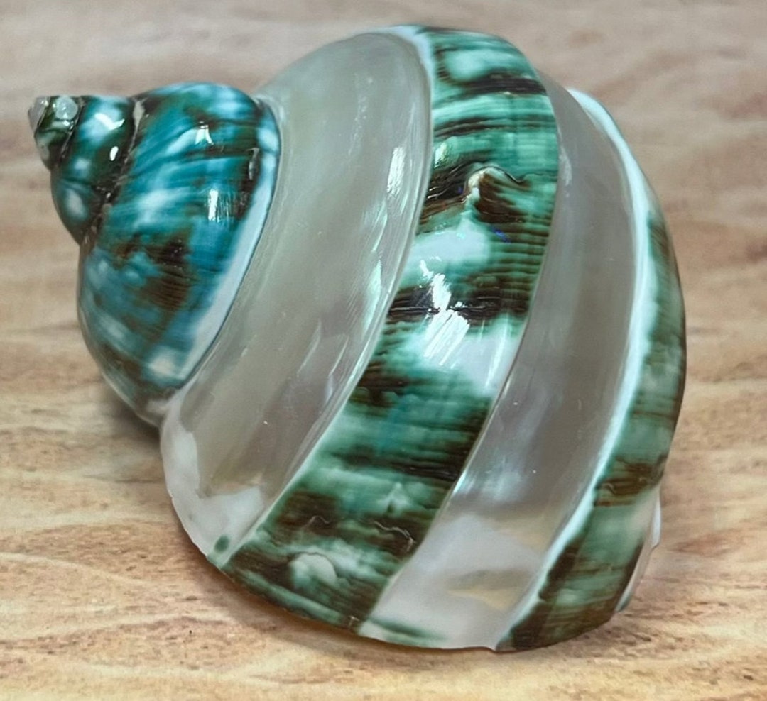 Banded Jade Turbo Shell select Size From 1 2 - Etsy