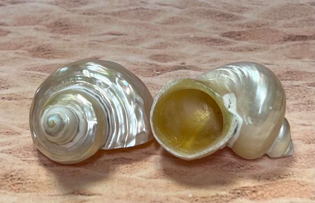 Pearl Turbo Shell Hermit Crab Shell select From Opening Sizes 1 1 1/4 ...