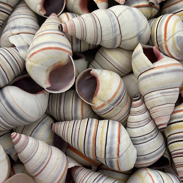 Hermit Crab Shell - Etsy