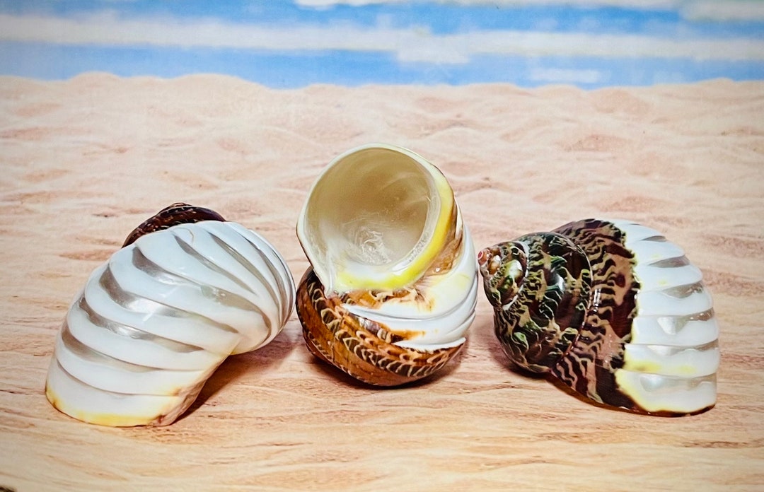 Ribbed Tapestry Turbo Hermit Crab Shell select From Opening Sizes 1 1 1 ...