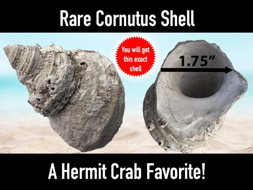Rare Cornutus Turbo Hermit Crab Shell With a 1.75 Opening C3 - Etsy