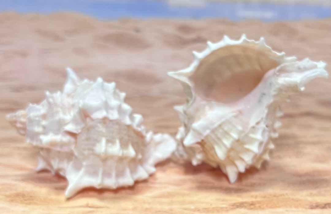 Pink Murex Shell Hermit Crab Shell select From Opening Sizes 1 2 - Etsy