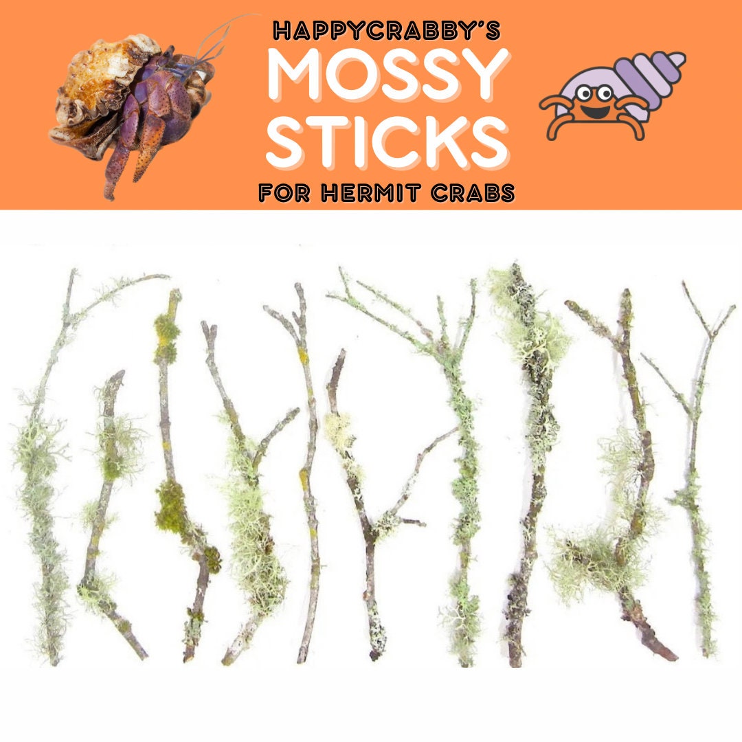 Mossy Sticks for Hermit Crabs & Isopods - Etsy