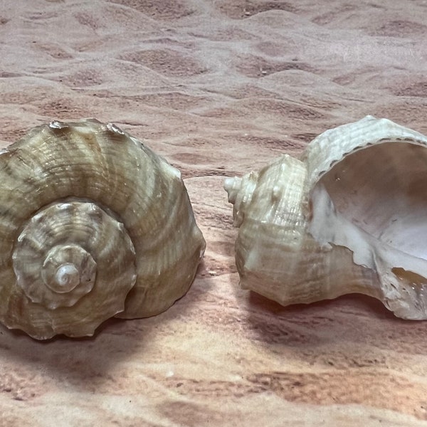 Hermit Crab Shell - Etsy