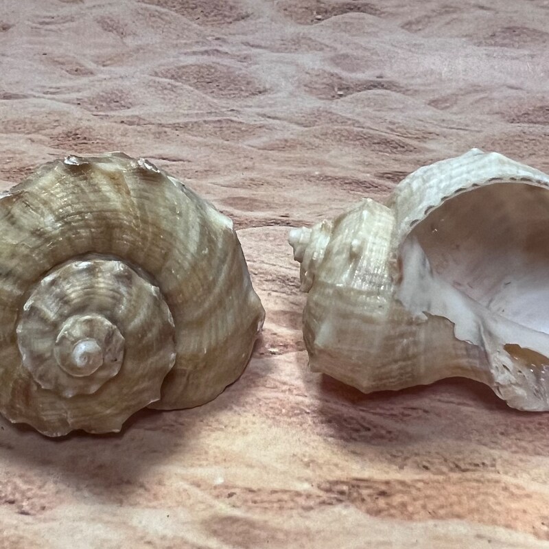 Hermit Crab Shell - Etsy