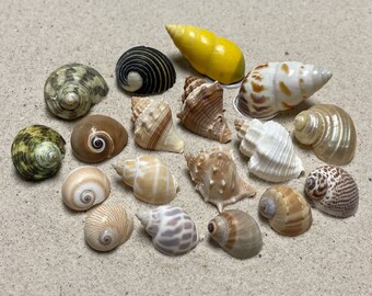 Hermit Crab Shell | Etsy