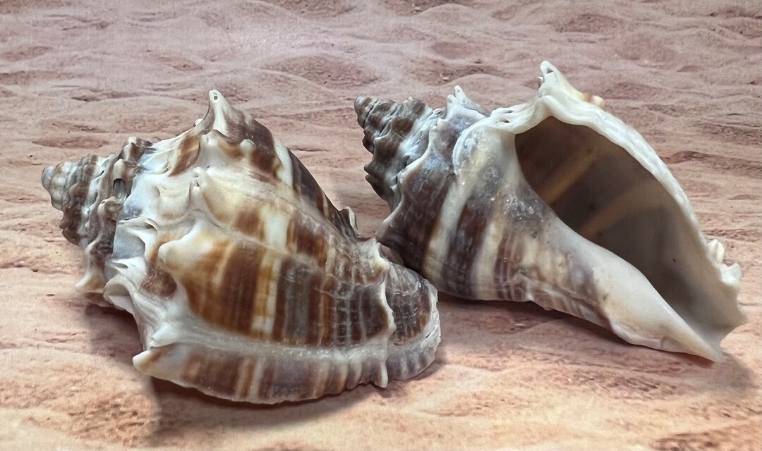 King Crown Shell Hermit Crab Shell opening Sizes 1.25 - Etsy