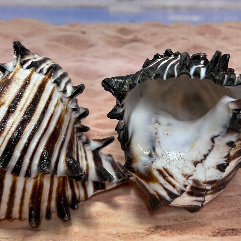 Murex Shell - Etsy