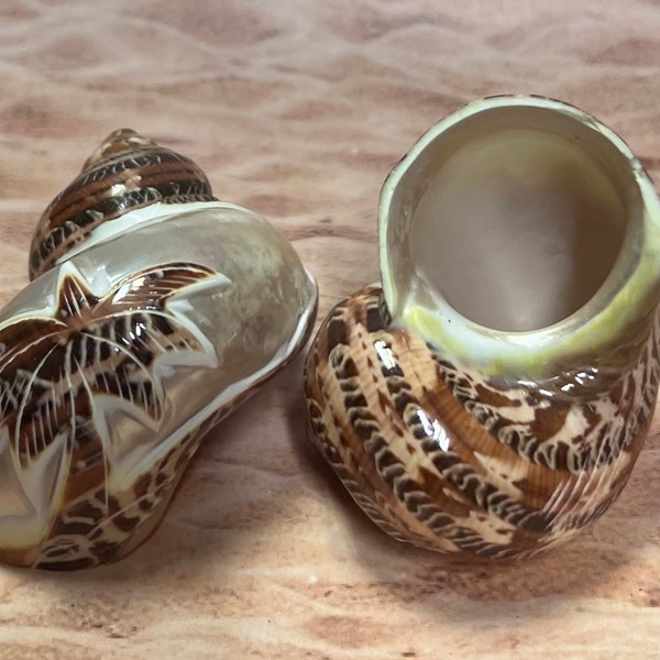 Painted Crab Shell - Etsy