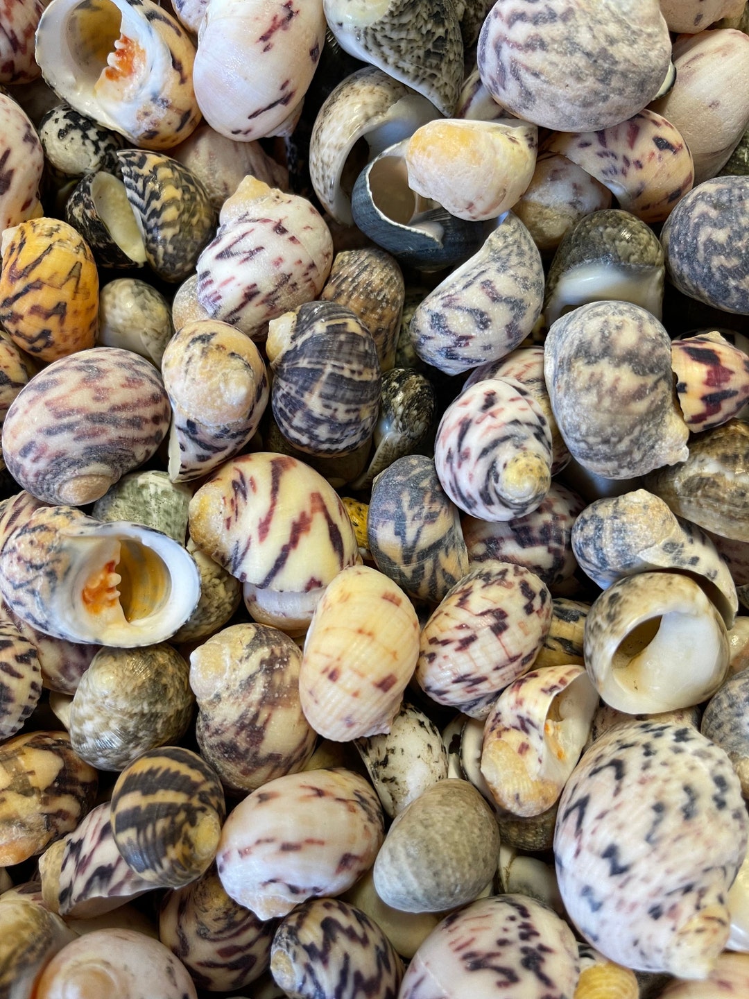 Bleeding Teeth Nerite Shell Hermit Crab Shell select From Opening Sizes ...