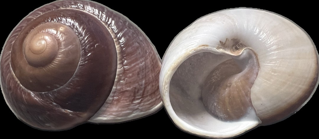 Muffin Snail Shell Hermit Crab Shell opening Sizes 1.25 1.5 - Etsy