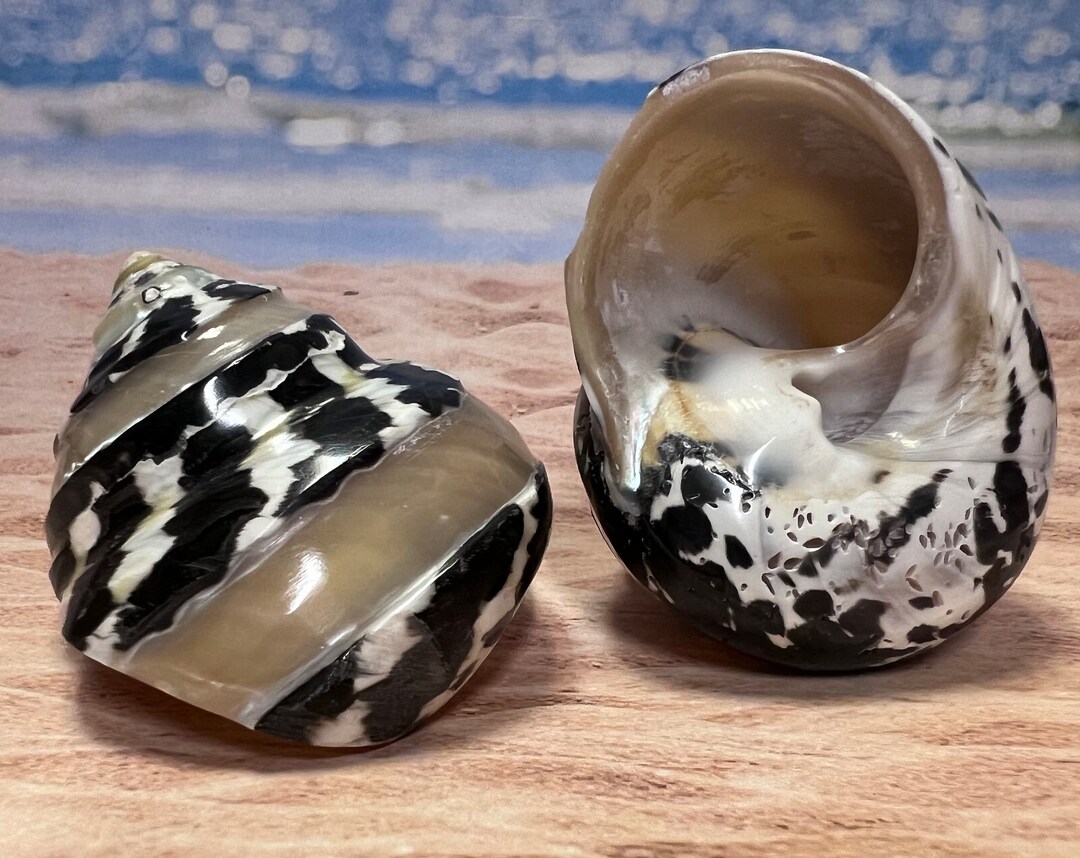 Banded Magpie Turbo Shell Hermit Crab Shell select From Opening Sizes 1 ...