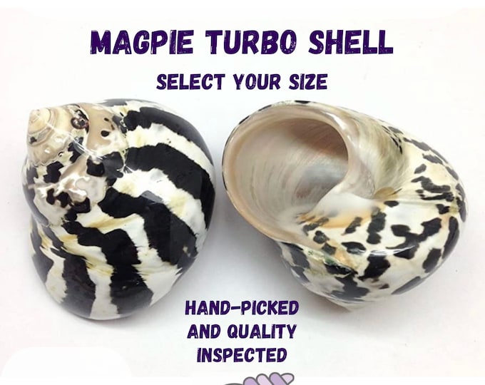 Magpie Turbo Shell – Hermit Crab Shell (select From Opening Sizes 1 ...