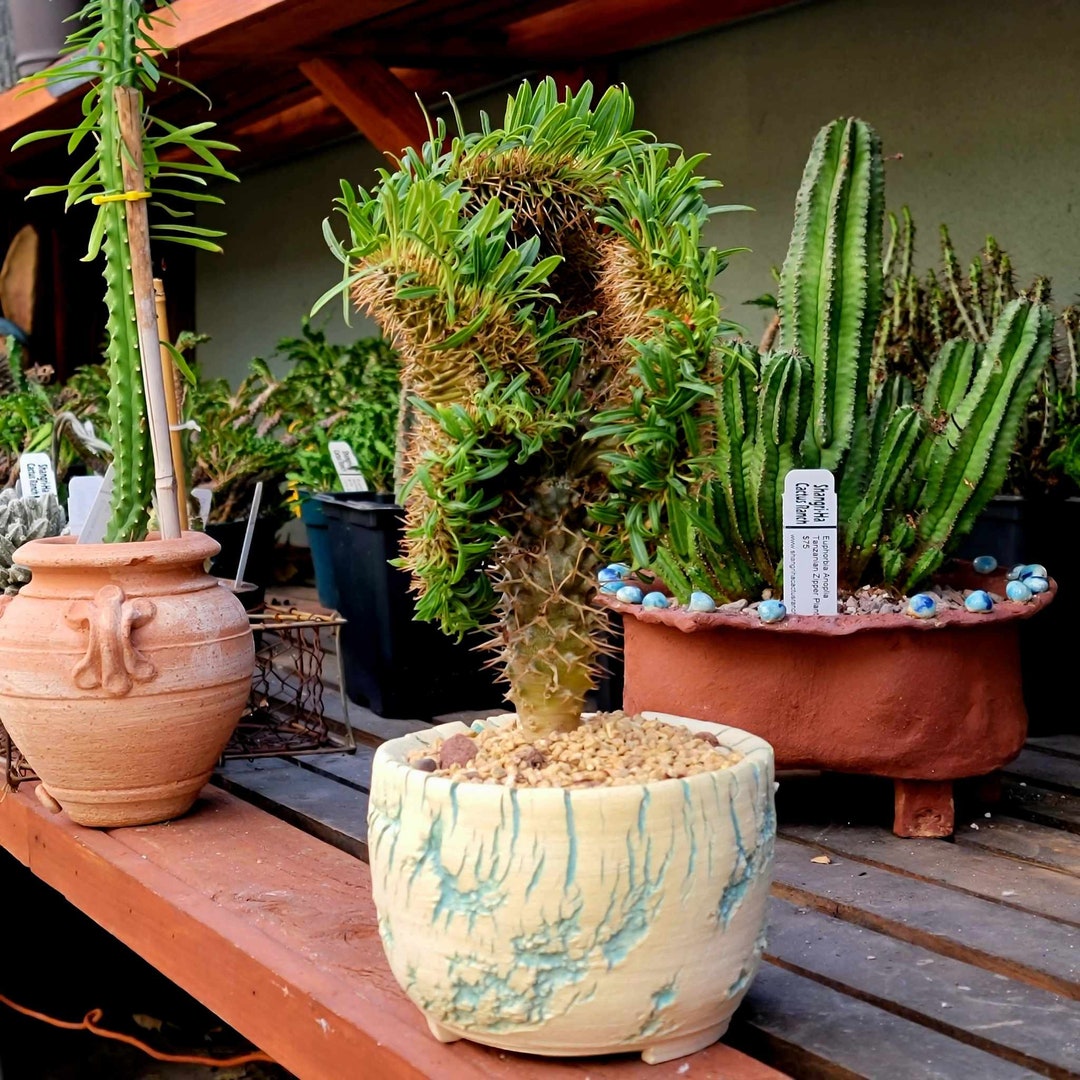 Pachypodium Lamerei Cristata Crested Madagascar Palm Rare - Etsy