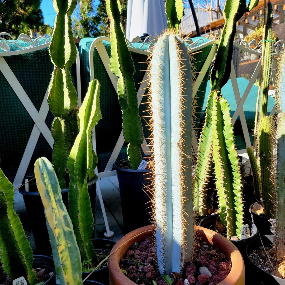 Pilosocereus Azureus Blue Columnar Cactus 5 Gallon Over 20 Tall Private ...