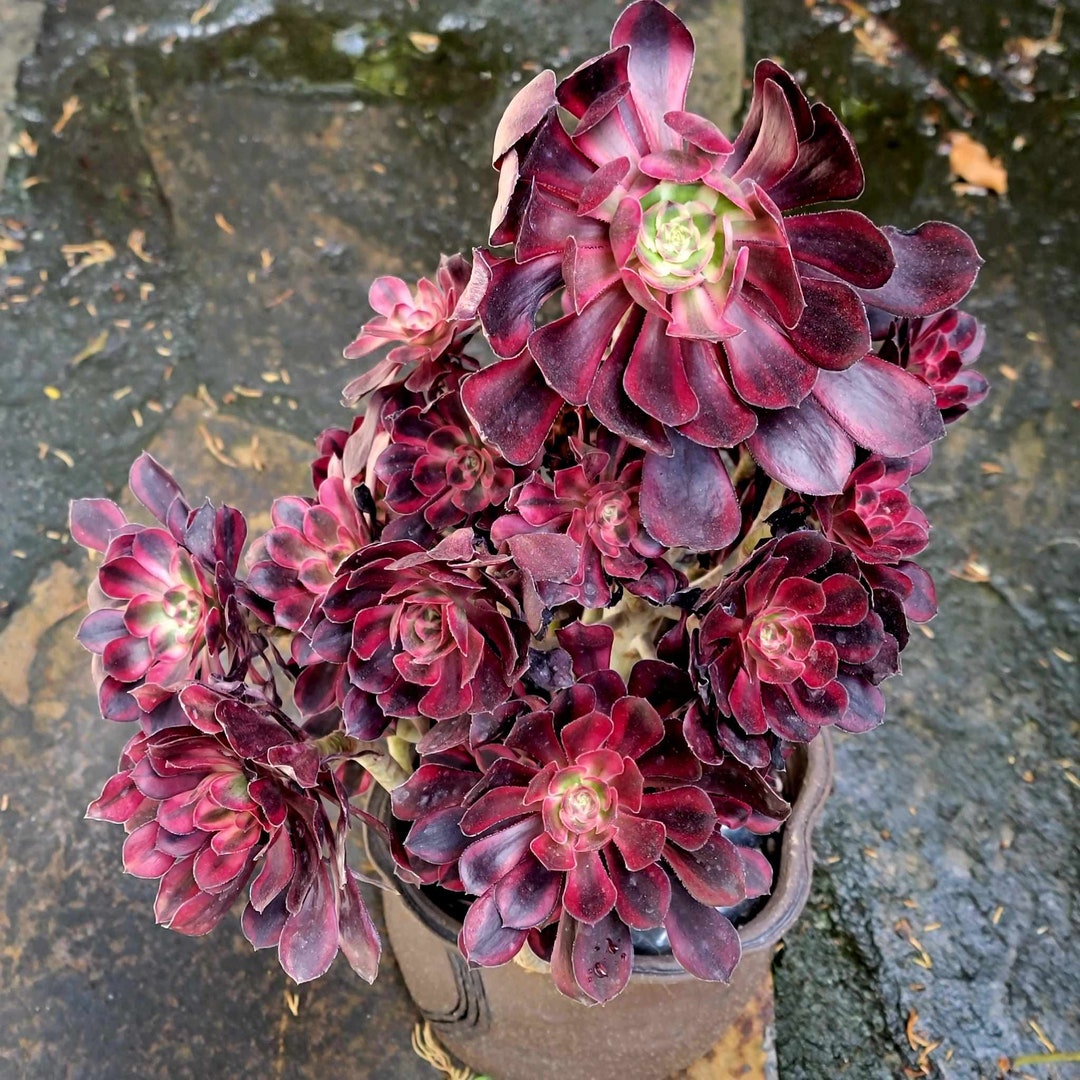 Aeonium 'chanel' Large Cluster BIG Many Heads Rare Succulent - Etsy