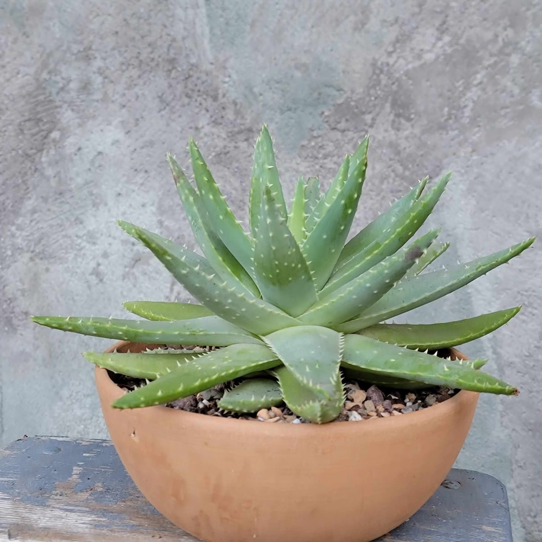 Aloe Brevifolia – Crocodile Plant Succulent - BIG - Etsy