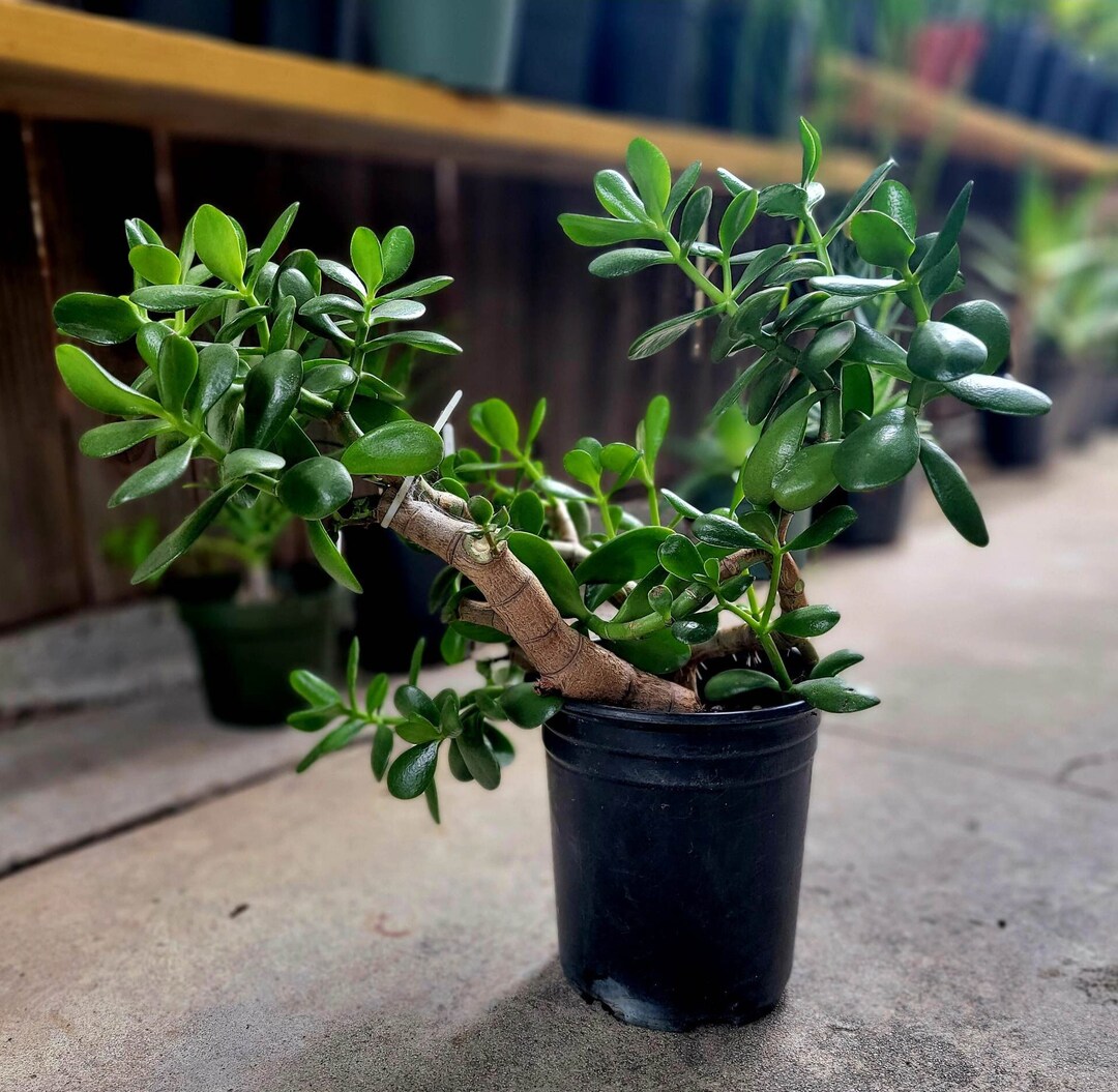 Crassula Ovata Jade Tree XL Jade Plant 1 Gallon Succulent - Etsy