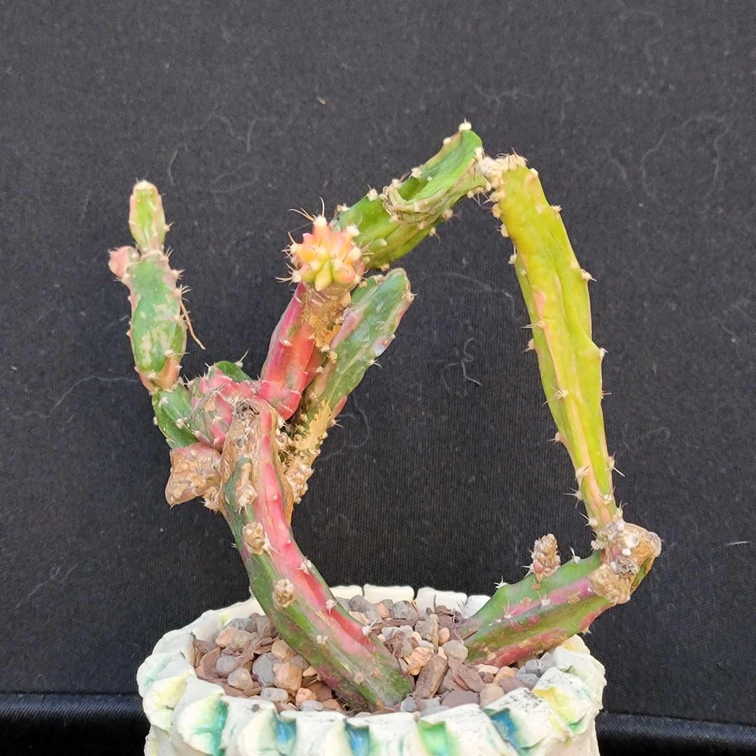 Myrtillocalycium 'polyp' Chimera Variegata Rare Cactus Exact Specimen ...