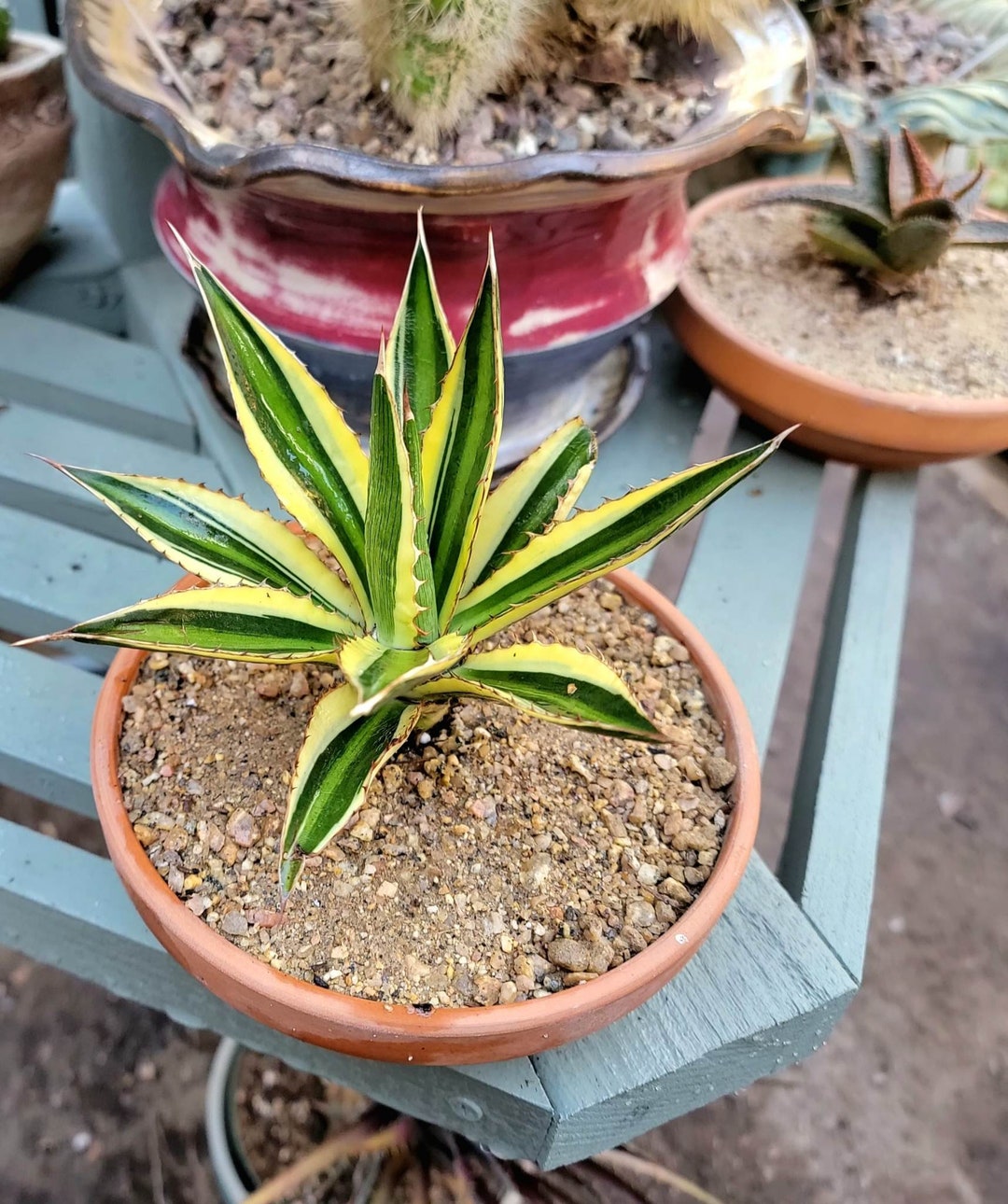 Agave Lophantha quadricolor Quadricolor Century Plant Succulent - Etsy
