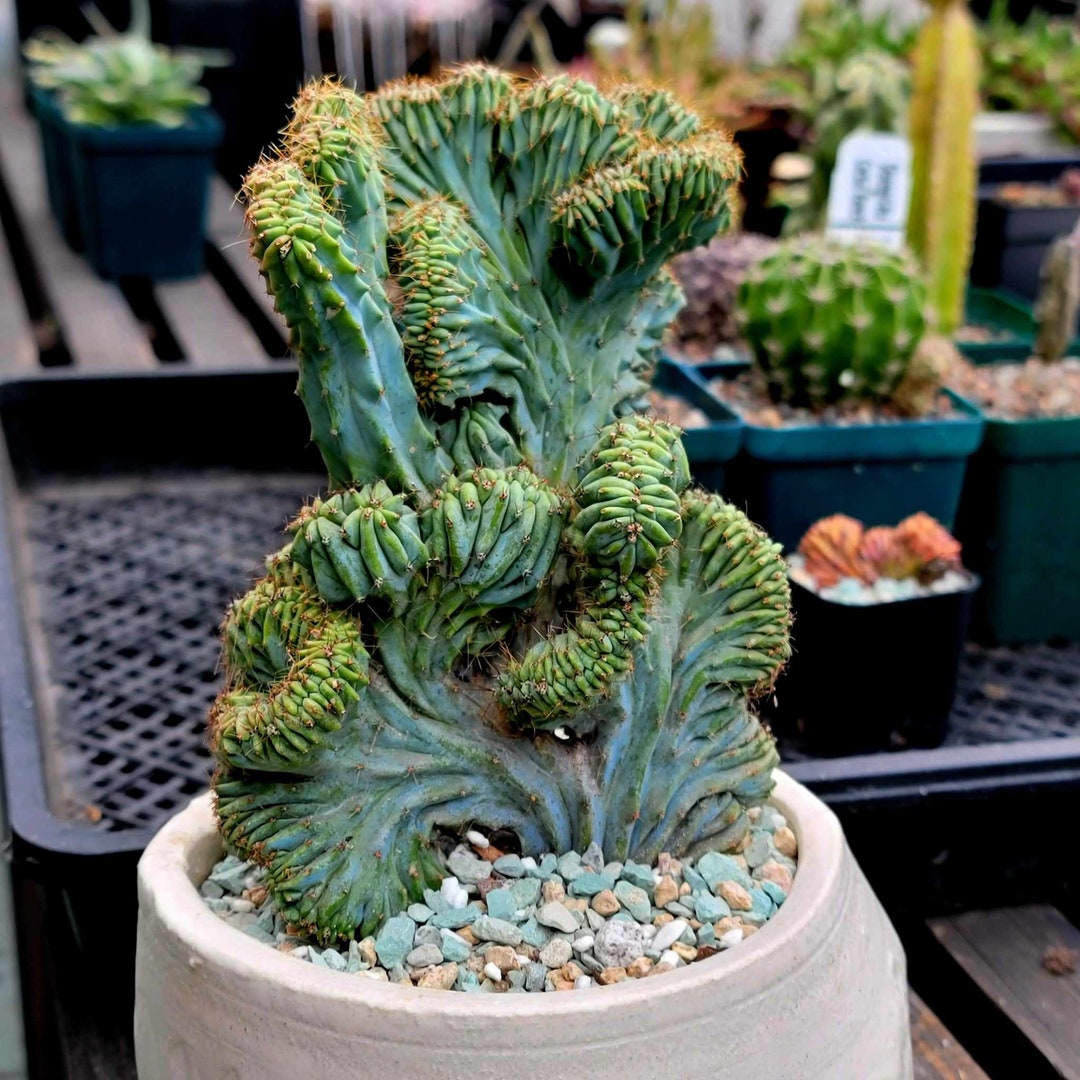 Myrtillocactus Geometrizans F. Cristata Crested Blue Myrtle Exact ...