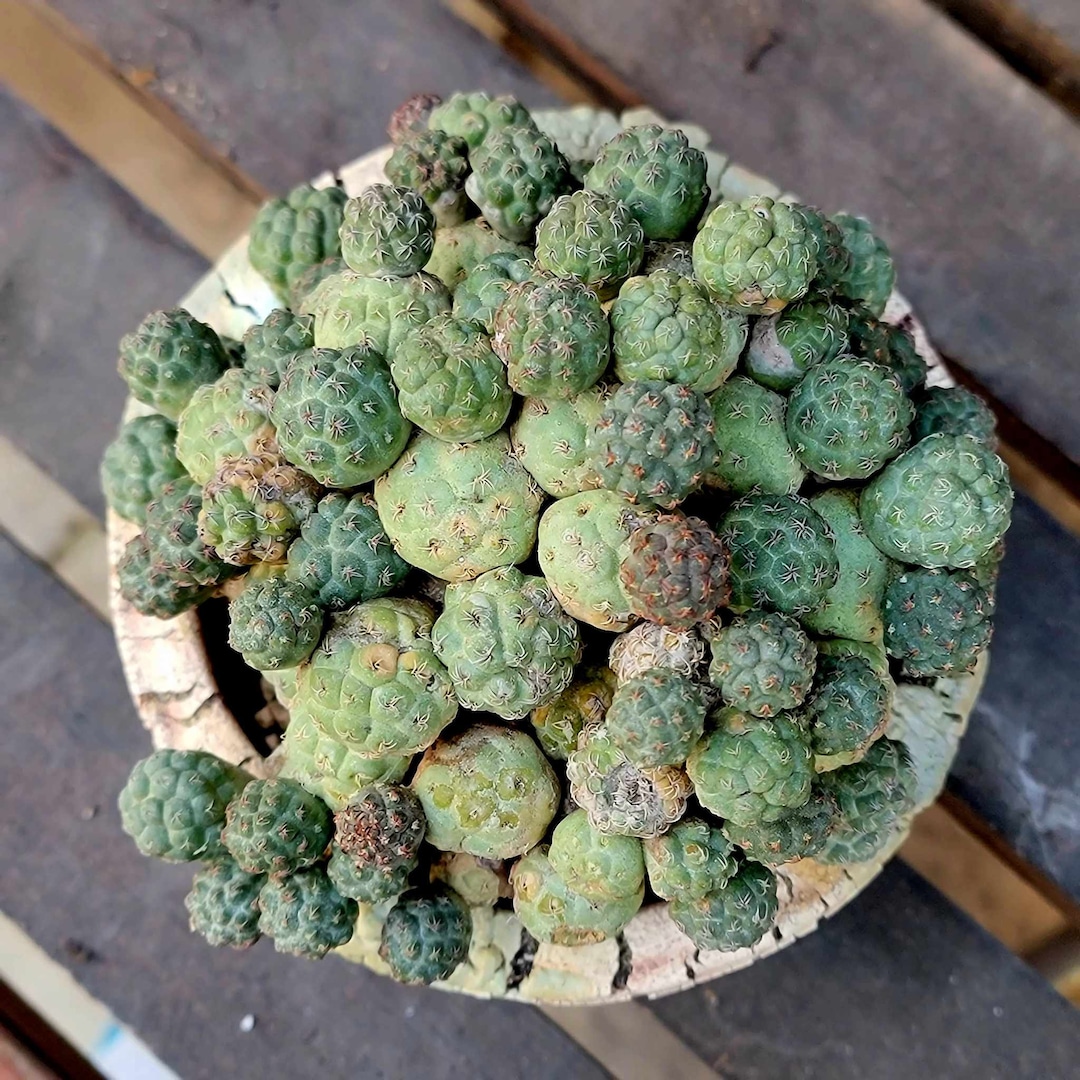 Puna Bonnieae Massive Specimen Rare Cactus - Etsy