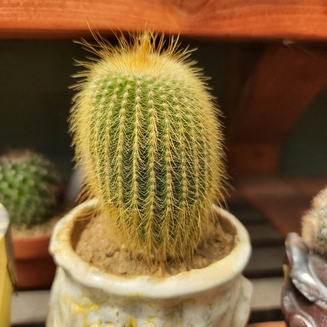 Parodia Leninghausii Yellow Tower Cactus - Etsy