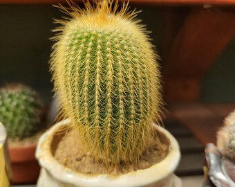 2, 4 Pot of Yellow Tower Lemon Ball Parodia Leninghausii Cactus - Etsy